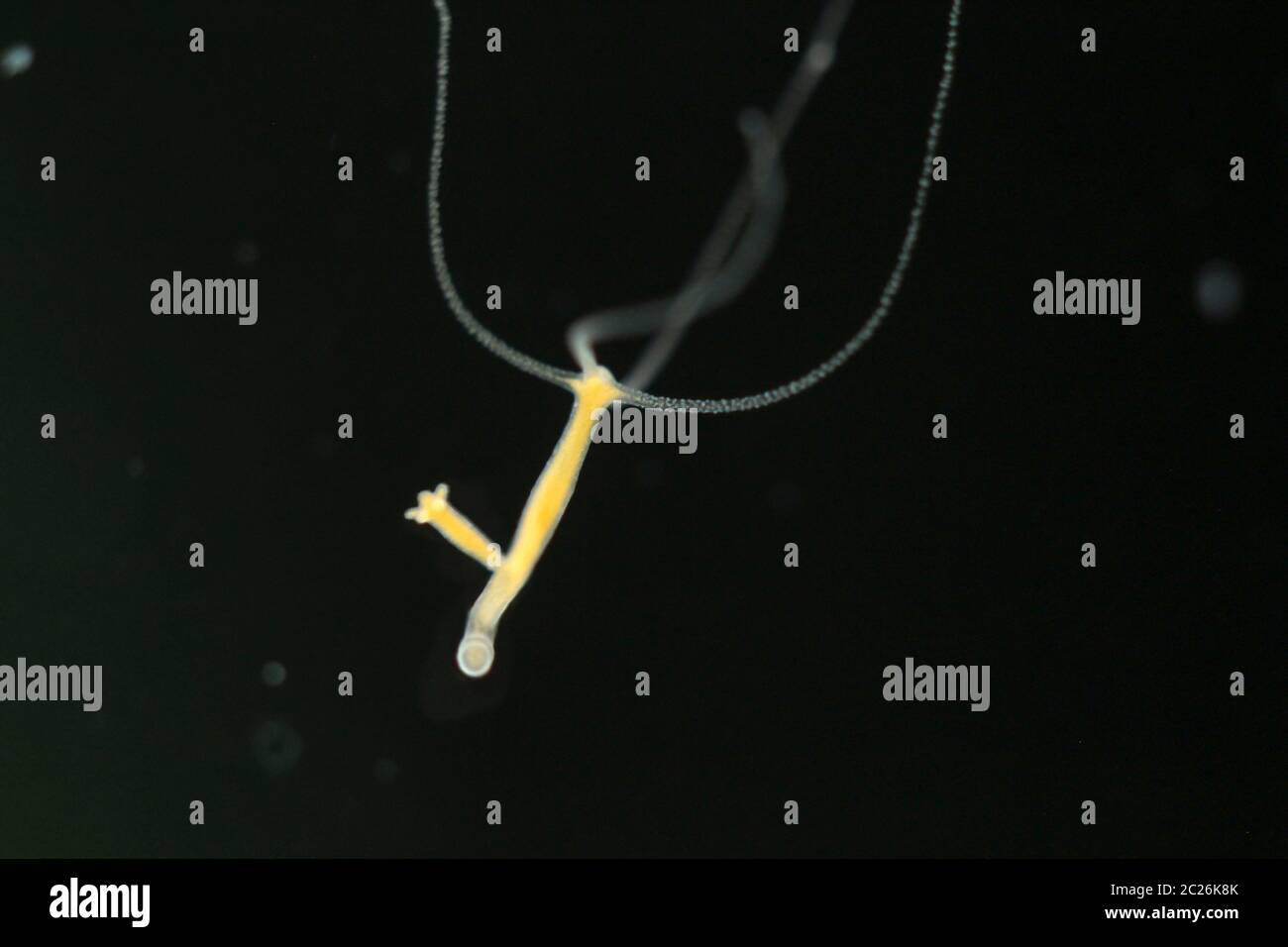 Hydra is a genus of small fresh-water animals of the phylum Cnidaria ...