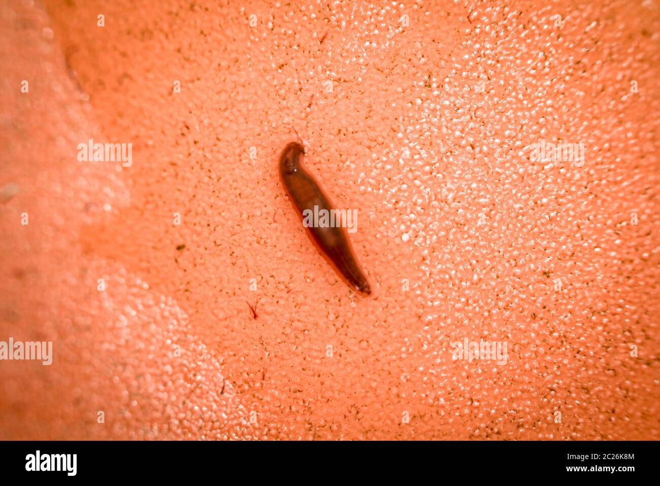 Suction worm hi-res stock photography and images - Alamy