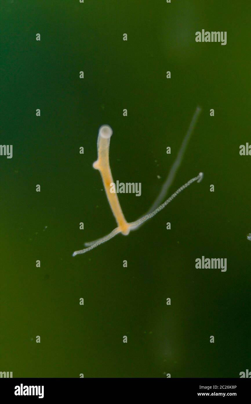 Hydra is a genus of small fresh-water animals of the phylum Cnidaria ...