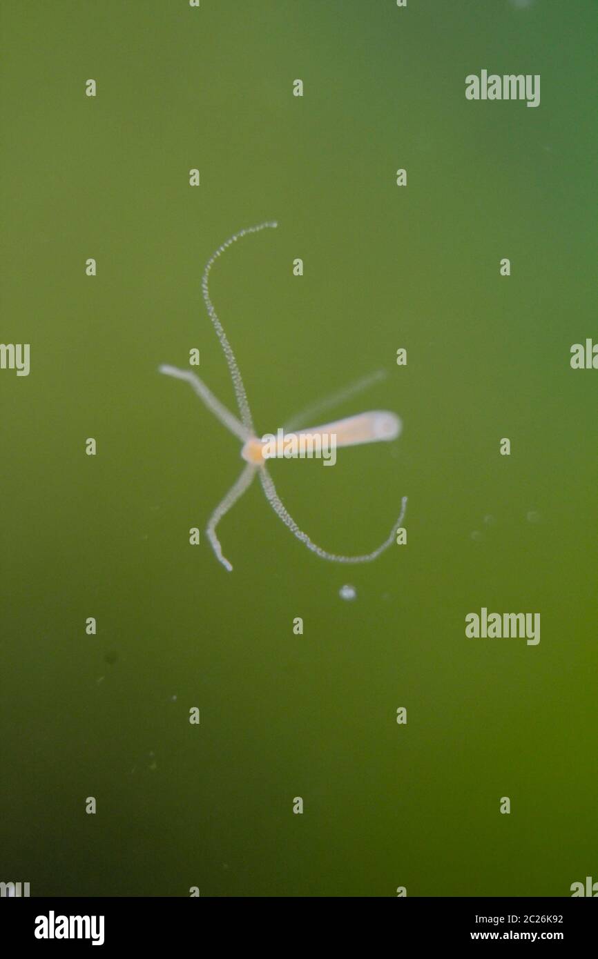 Hydra is a genus of small fresh-water animals of the phylum Cnidaria ...