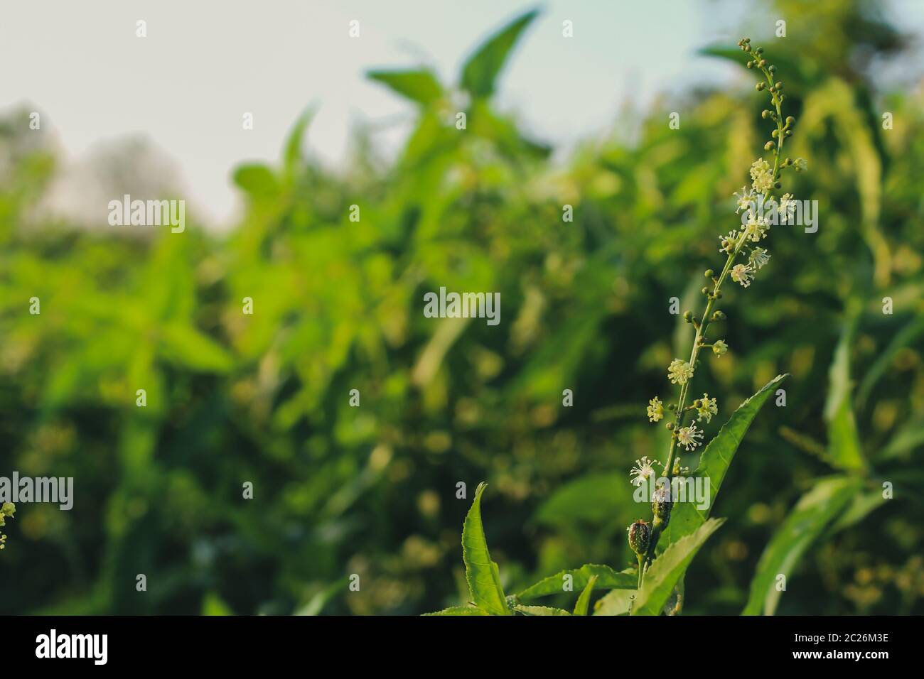 Small flower pattern vintage wallpaper hi-res stock photography and ...