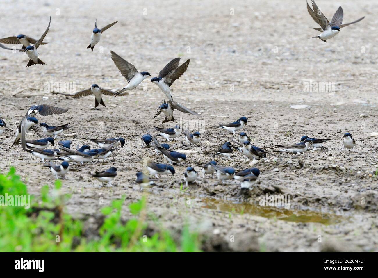 Many Common house martin in a puddle with nesting material Stock Photo ...