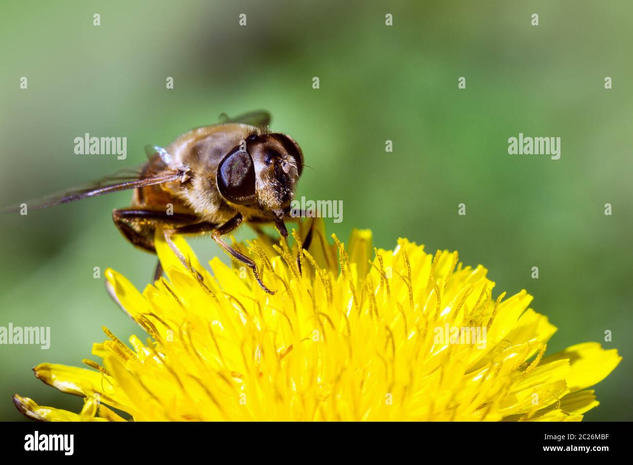 Pollination concept hi-res stock photography and images - Alamy