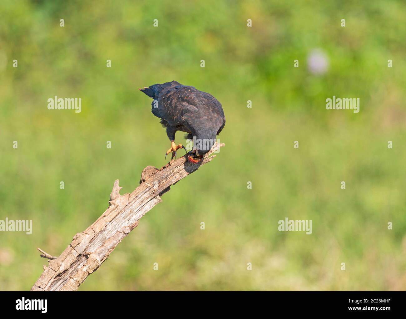 Snail Kite Eating a Snail in the Pantanal of Brazil Stock Photo - Alamy
