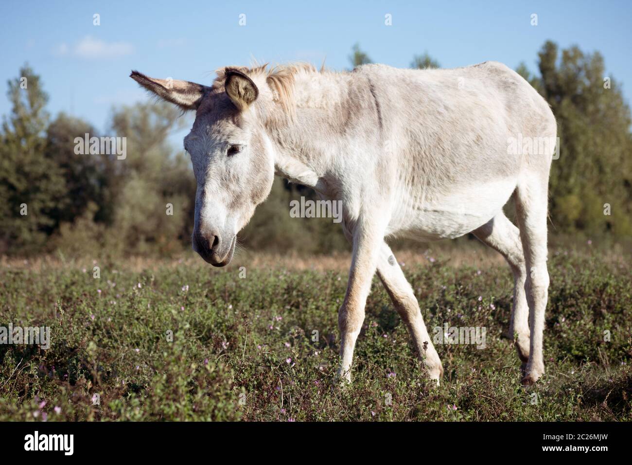 The gray donkey is walking in the nature Stock Photo - Alamy