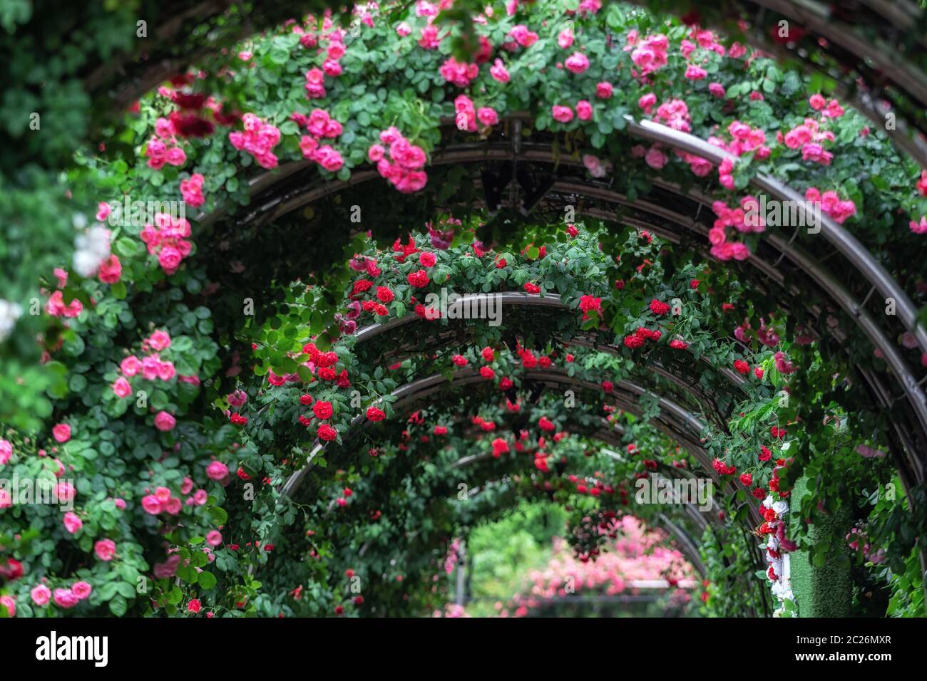 tunnel of roses Stock Photo - Alamy