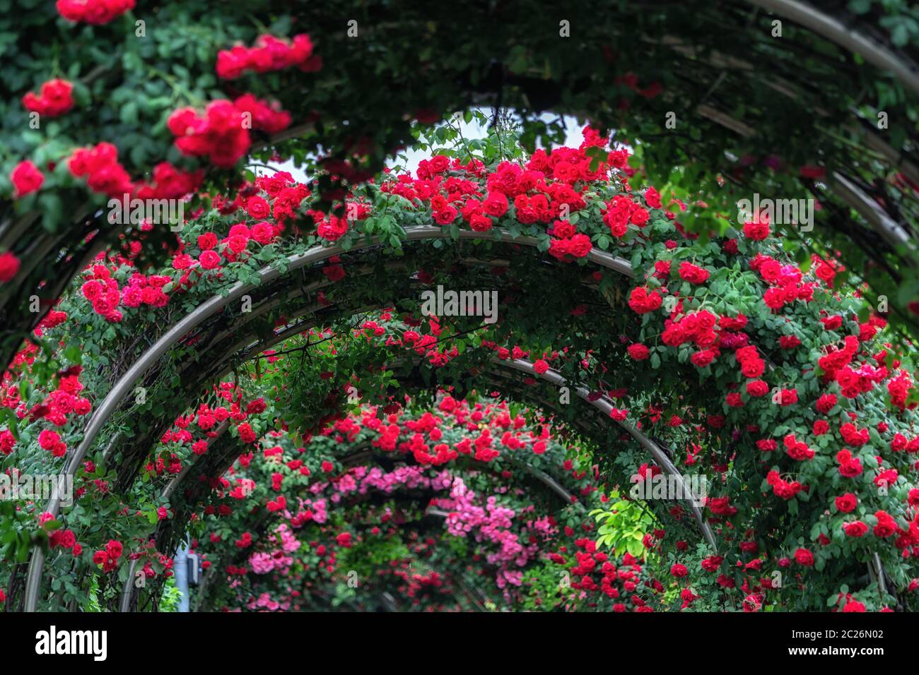 tunnel of roses Stock Photo - Alamy