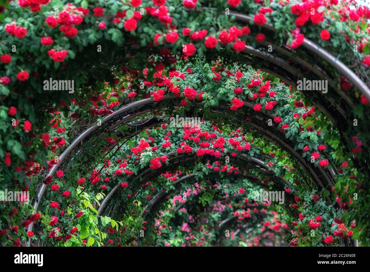 tunnel of roses Stock Photo - Alamy