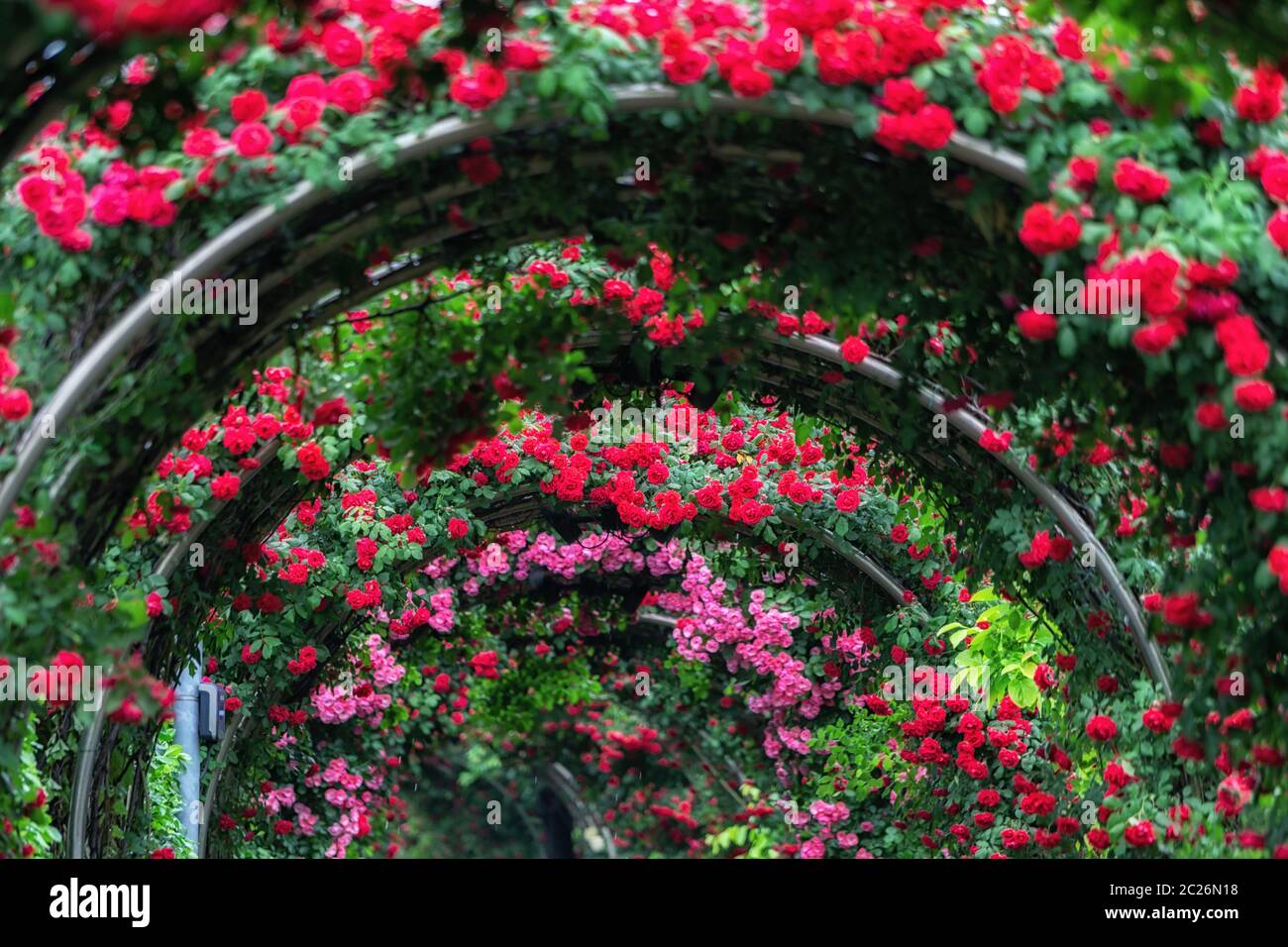 tunnel of roses Stock Photo - Alamy