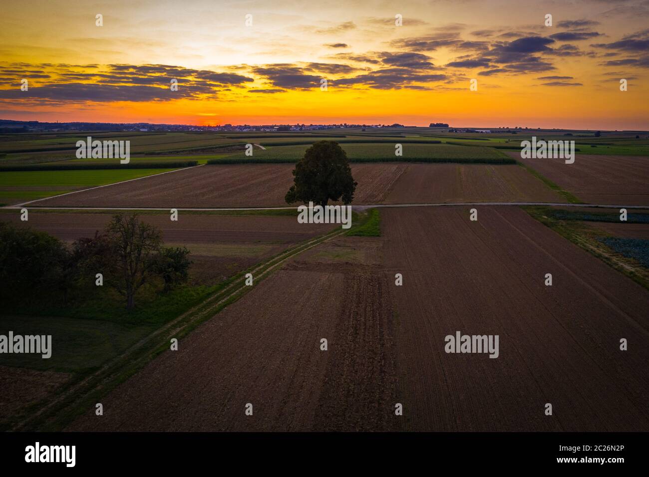 aerial of a single lime tree in landscape on a colorful sunset Stock ...