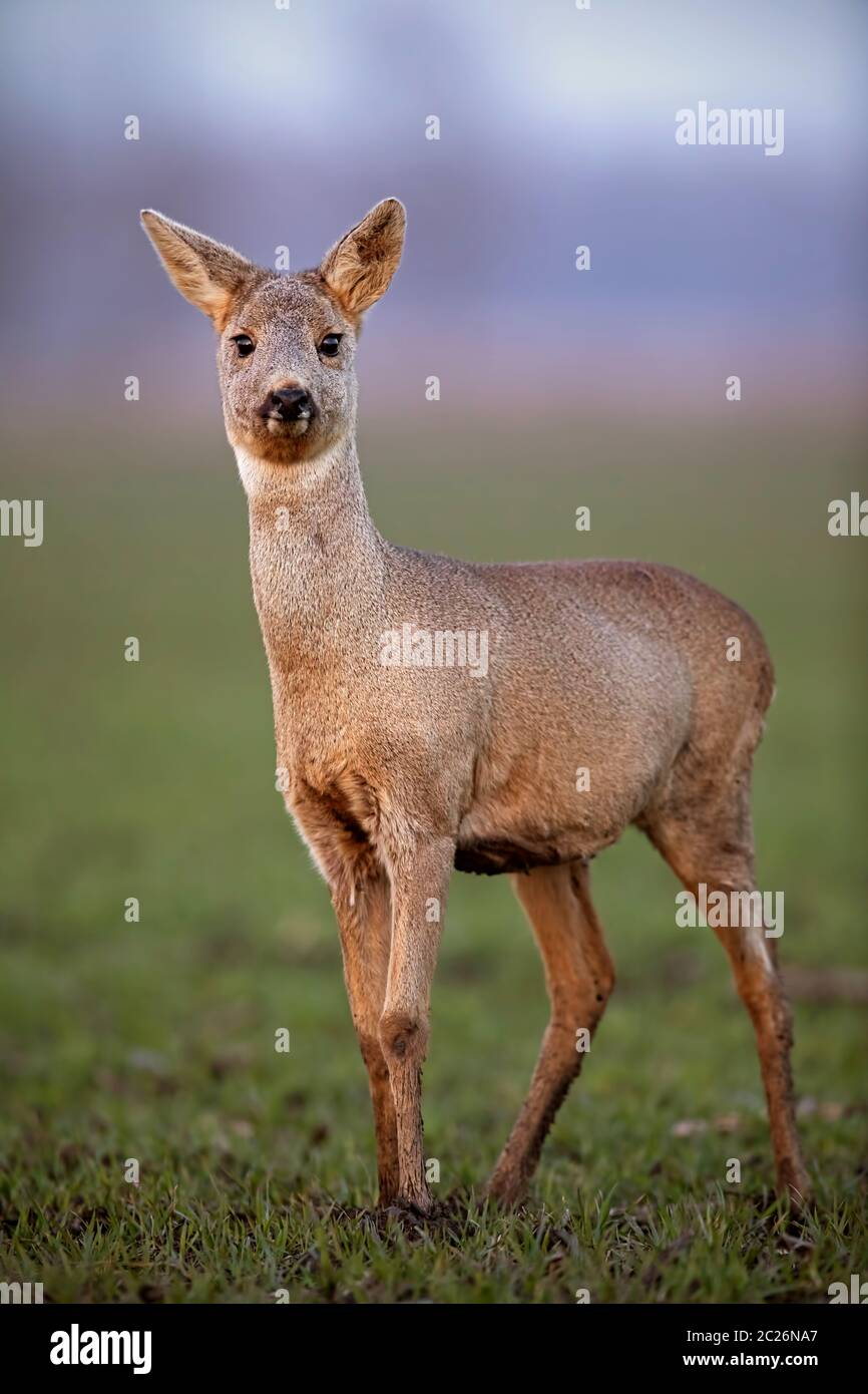 Deer hooves close up hi-res stock photography and images - Alamy