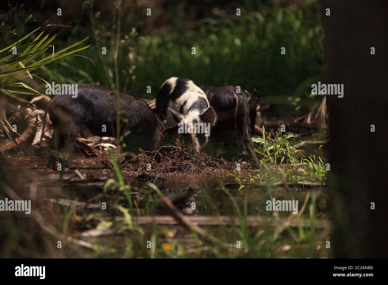 Baby wild hog also called feral hog or Sus scrofa forage for food in ...