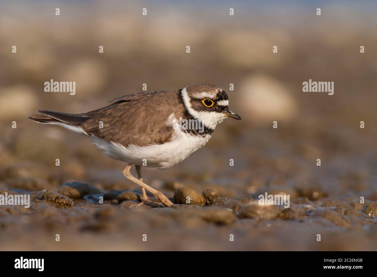 Little ringed plover, Charadrius dubius. in summer. Wild small water ...