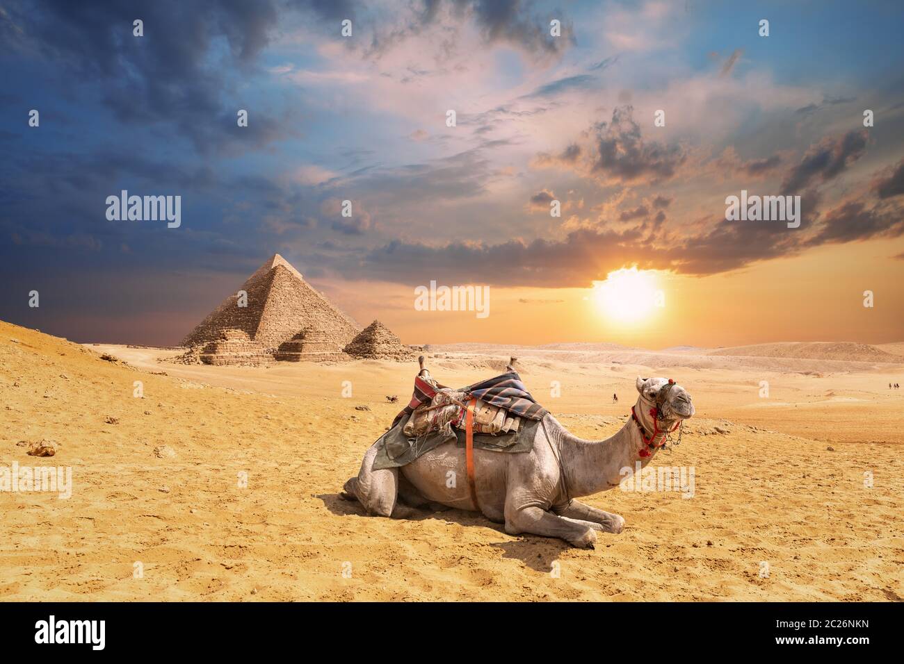 A camel in Giza desert with famous Pyramids in the background, Egypt ...