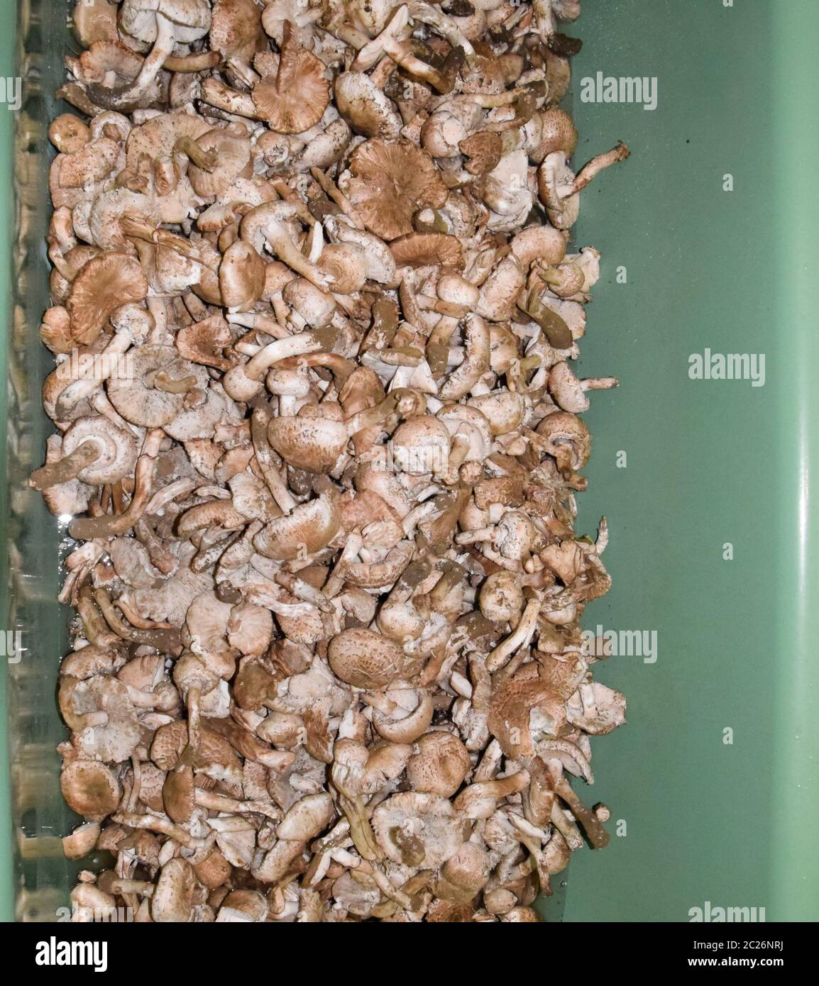 Field champignons. Edible mushroom. Mushrooms in the bathroom. Mushroom ...