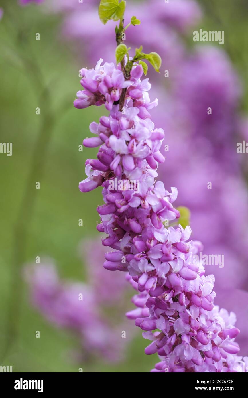 Flowering of the common Judas tree (Cercis siliquastrum Stock Photo - Alamy