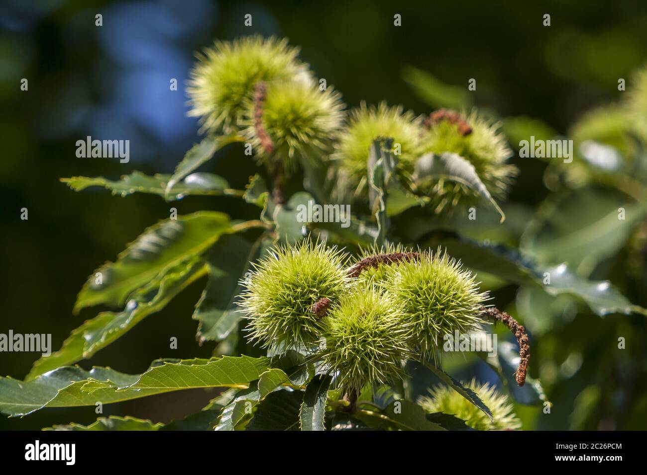 Edelkastanie (Castanea sativa Stock Photo - Alamy