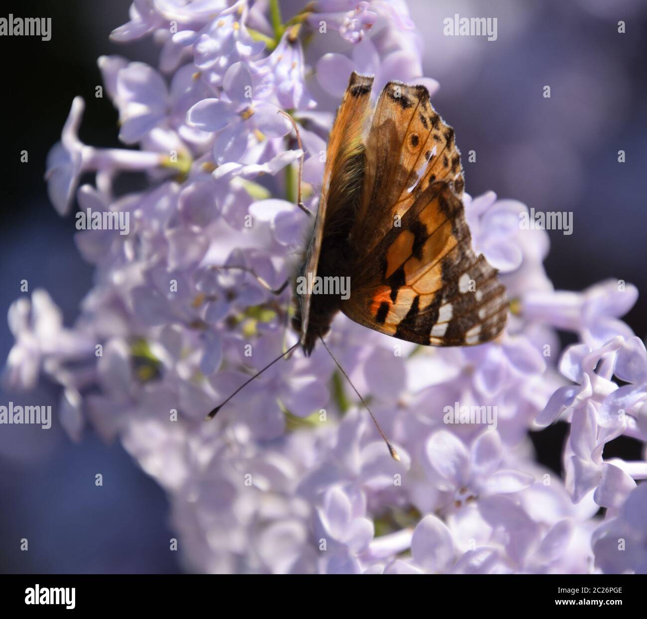 Butterfly Vanessa cardui on lilac flowers. Pollination blooming lilacs ...
