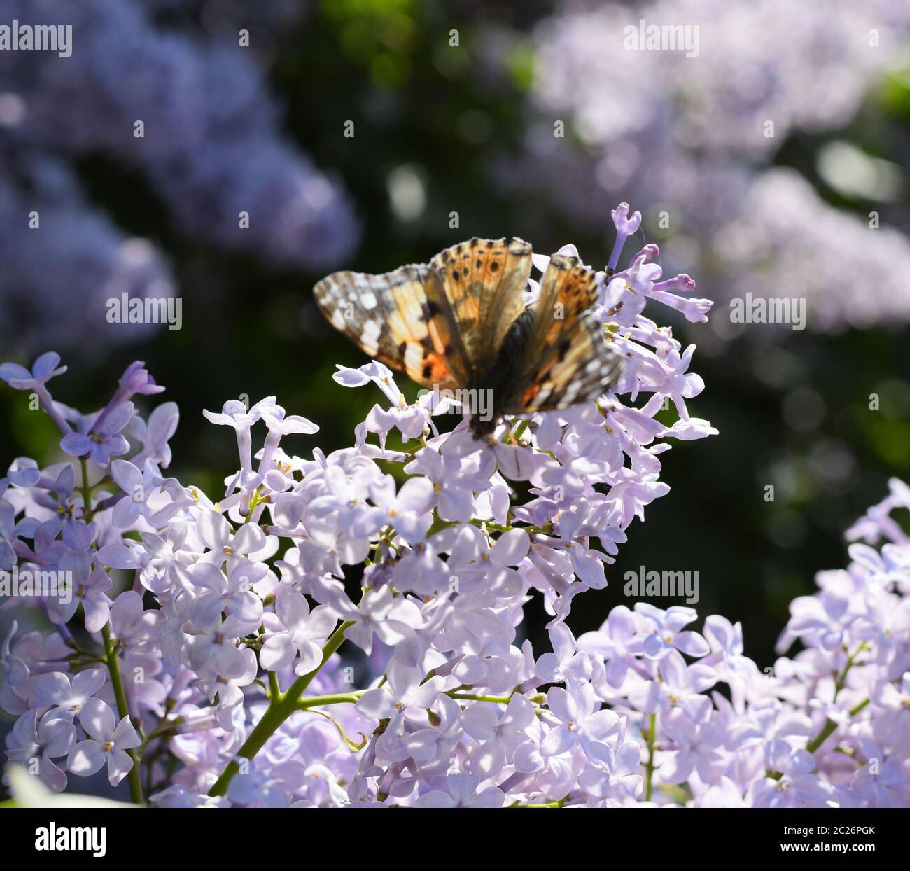 Butterfly Vanessa cardui on lilac flowers. Pollination blooming lilacs ...