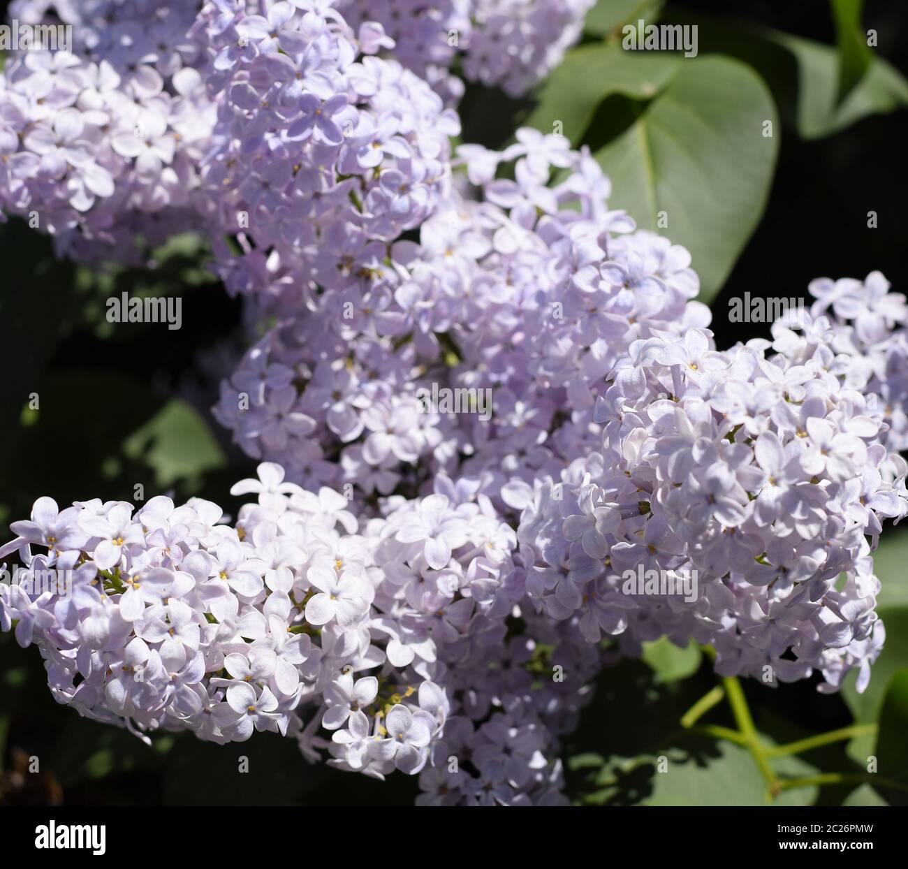 Flowers blooming lilac. Beautiful purple lilac flowers outdoors. Lilac ...