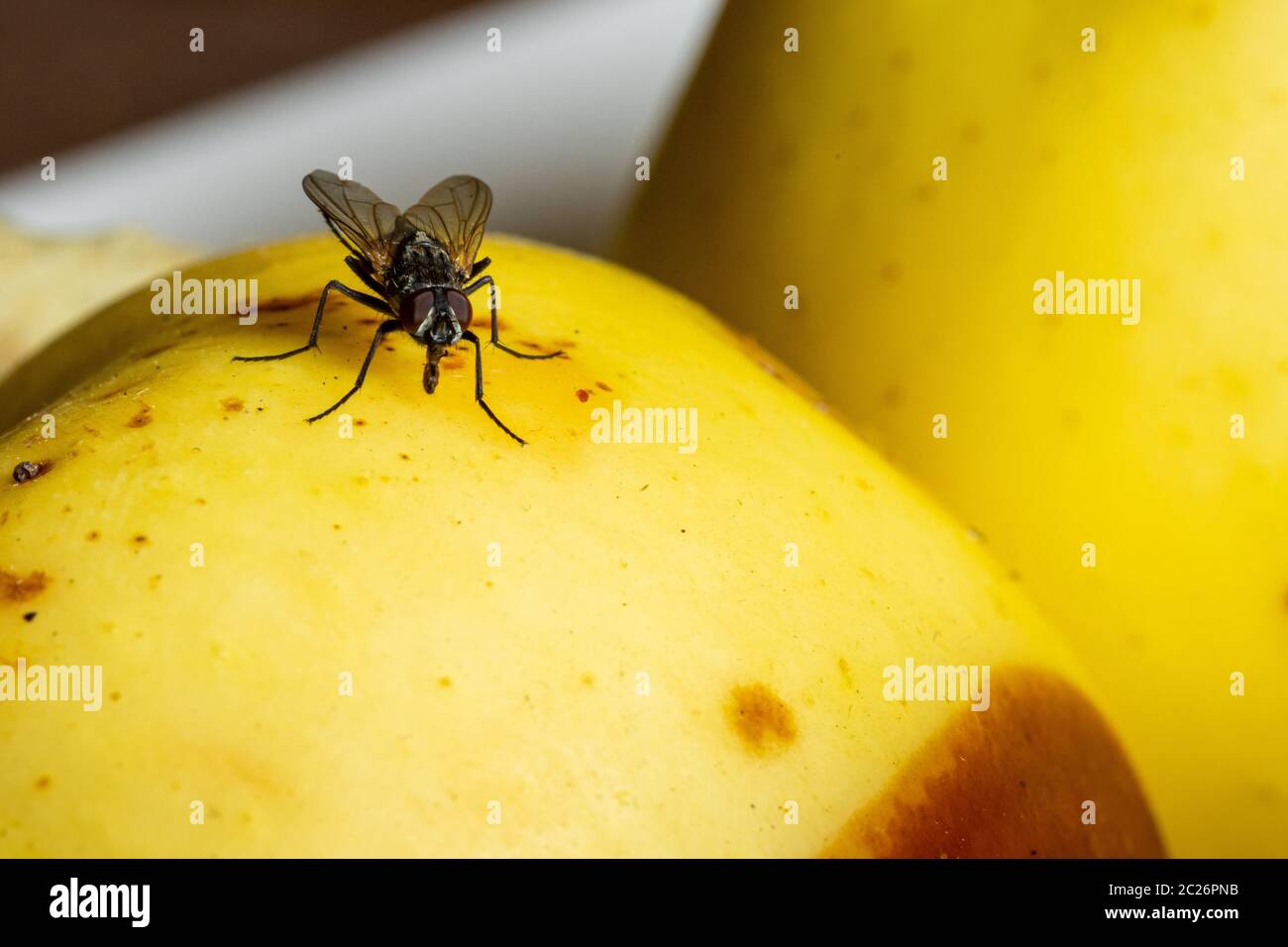 Rotten fly hi-res stock photography and images - Alamy
