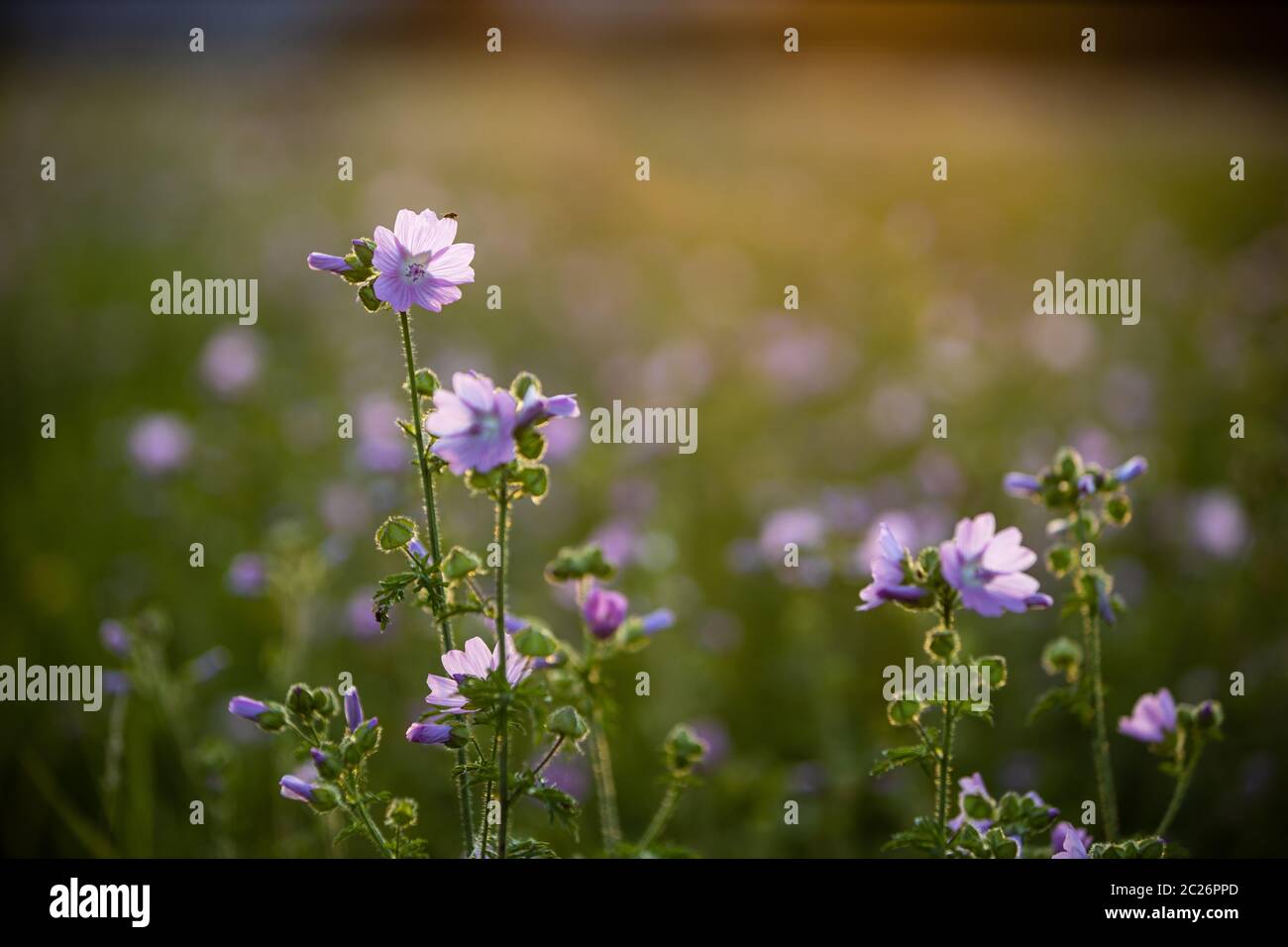 Purple field flowers hi-res stock photography and images - Alamy