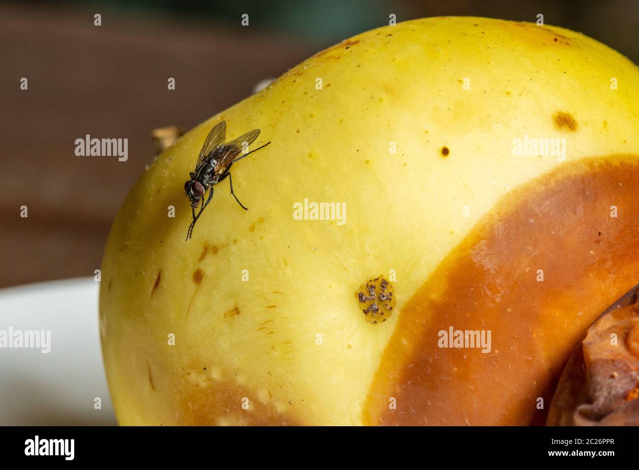 Rotten apple hi-res stock photography and images - Alamy