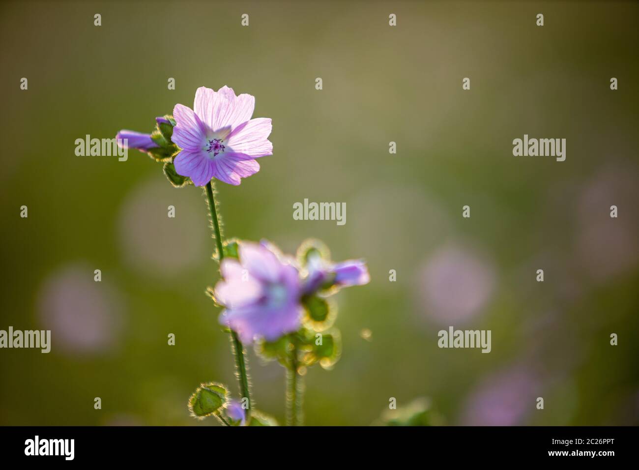Banff national park flowers hi-res stock photography and images - Alamy