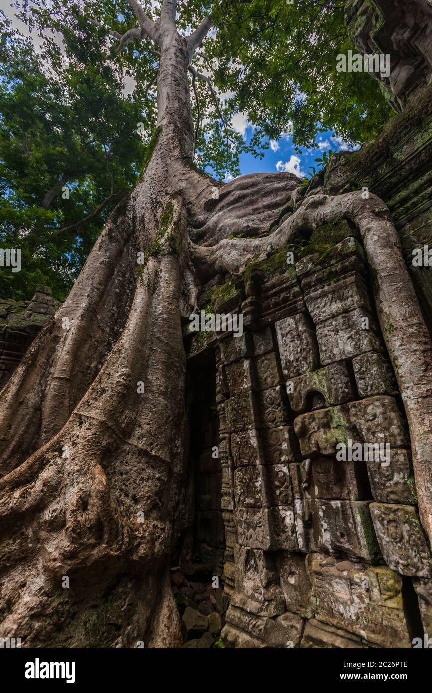 Tree temples hi-res stock photography and images - Alamy