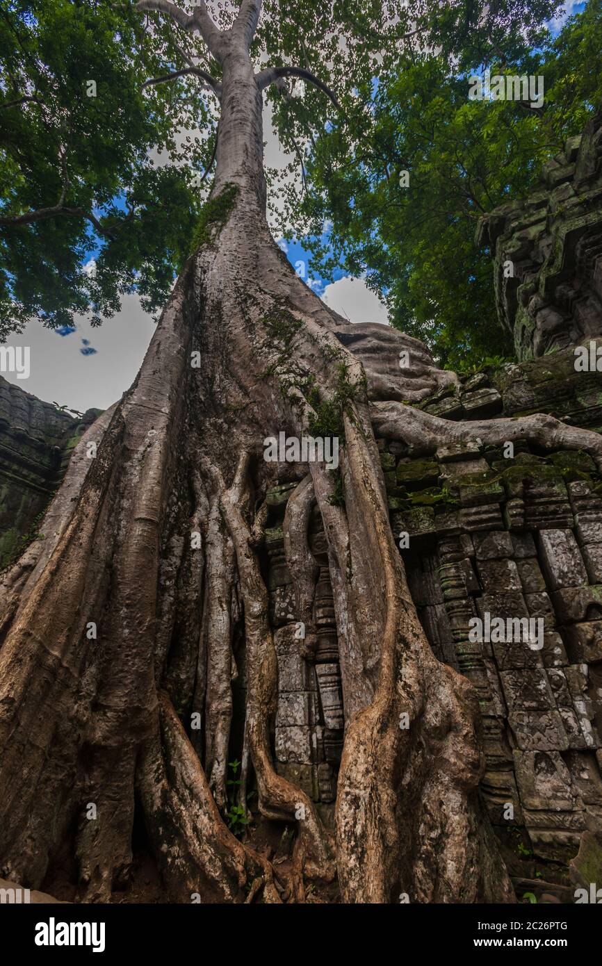 Khmer tree hi-res stock photography and images - Alamy