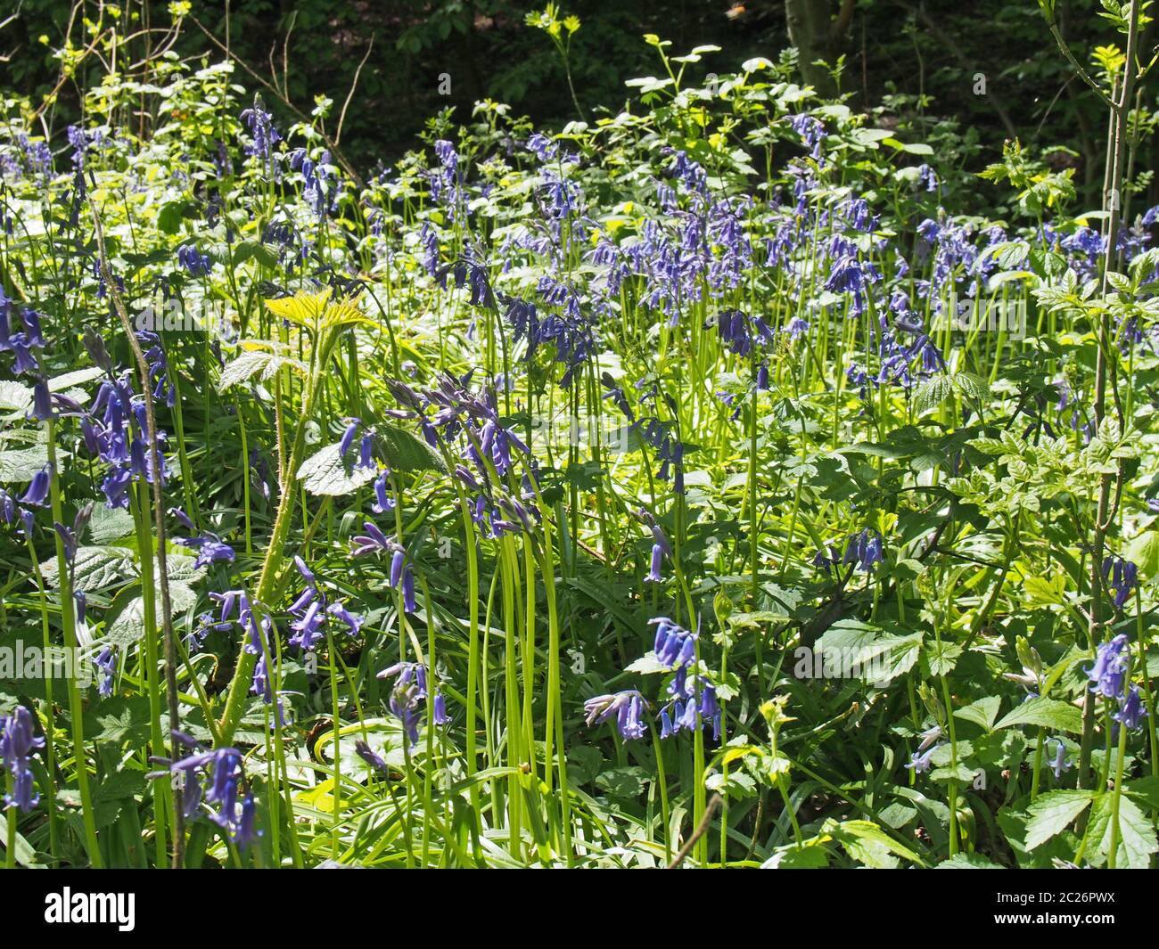a close up of native british bluebells flowing in bright sunlight on a ...