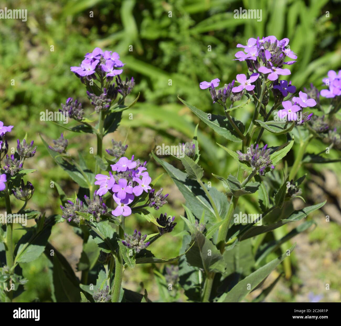 Dames Rocket Violet Hesperis matronalis is a herbaceous plant species ...