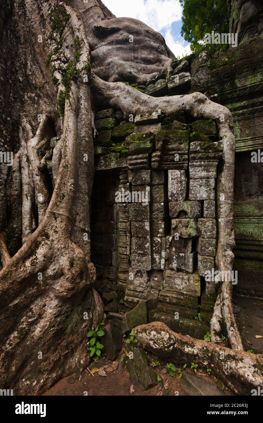 Root architecture hi-res stock photography and images - Alamy