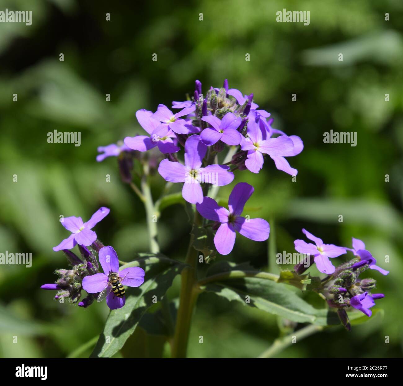 Dames Rocket Violet Hesperis matronalis is a herbaceous plant species ...
