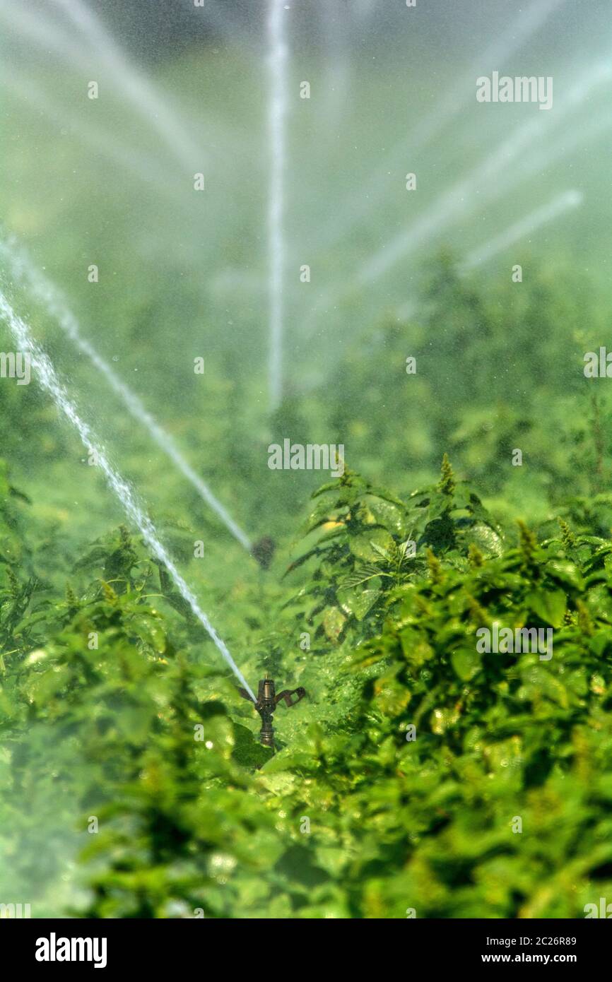 Irrigation agricultural field hi-res stock photography and images - Alamy