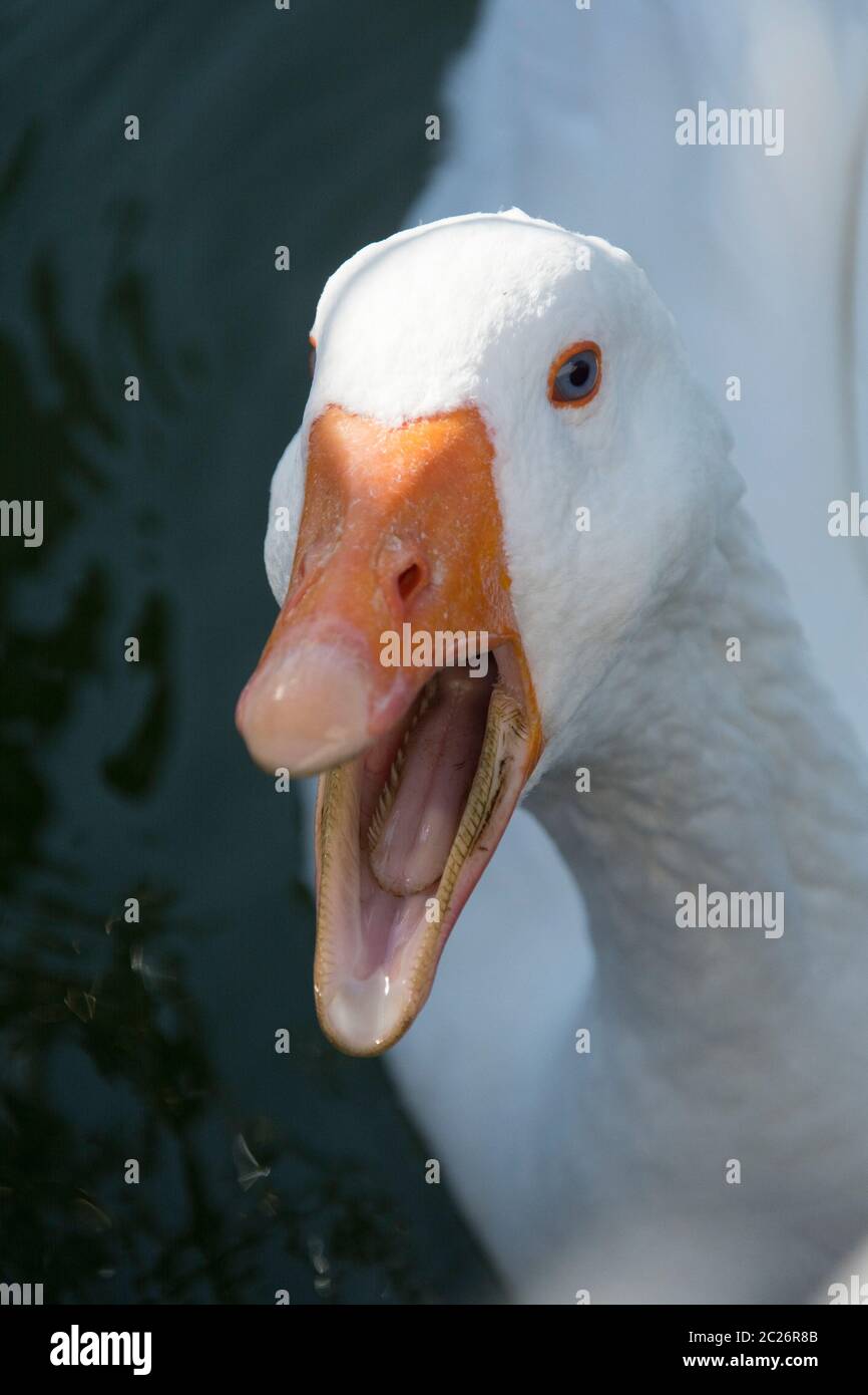 Goose and fish hi-res stock photography and images - Alamy