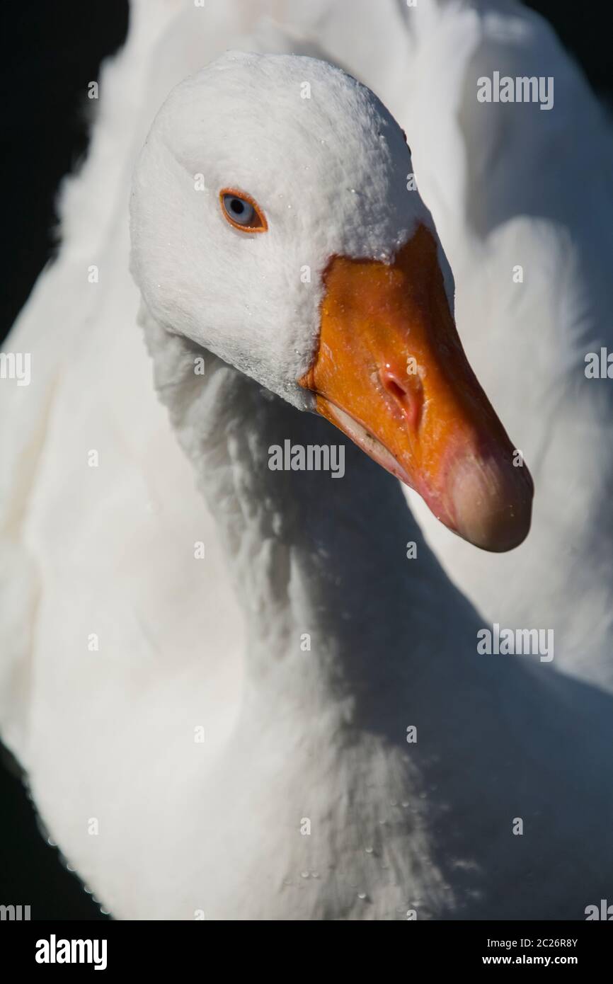 a goose in closeup Stock Photo - Alamy