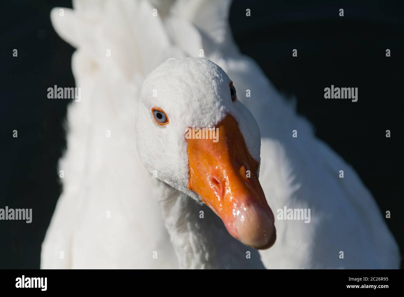 Pet goose home hi-res stock photography and images - Alamy