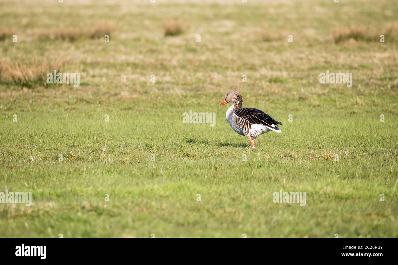 April gray hi-res stock photography and images - Alamy
