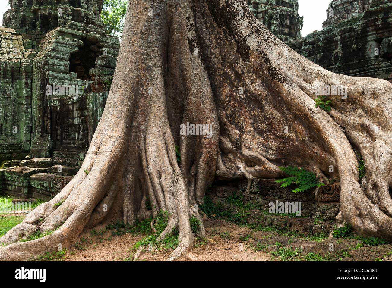 Giant tree at courtyard of Banteay Kdei Temple, Ancient Khmer temple ...