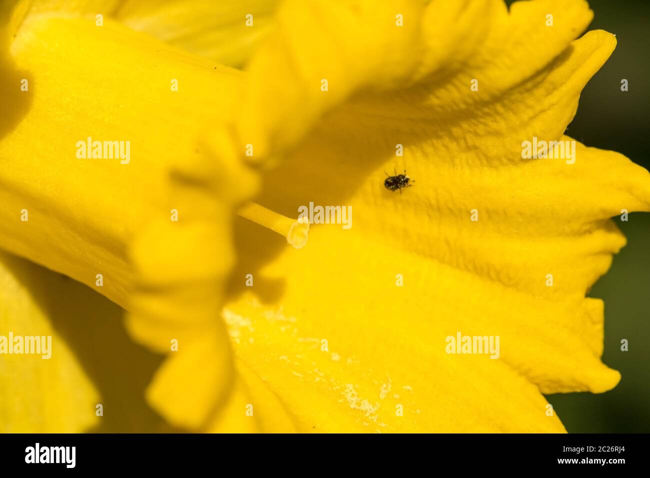 Bell spring hi-res stock photography and images - Alamy