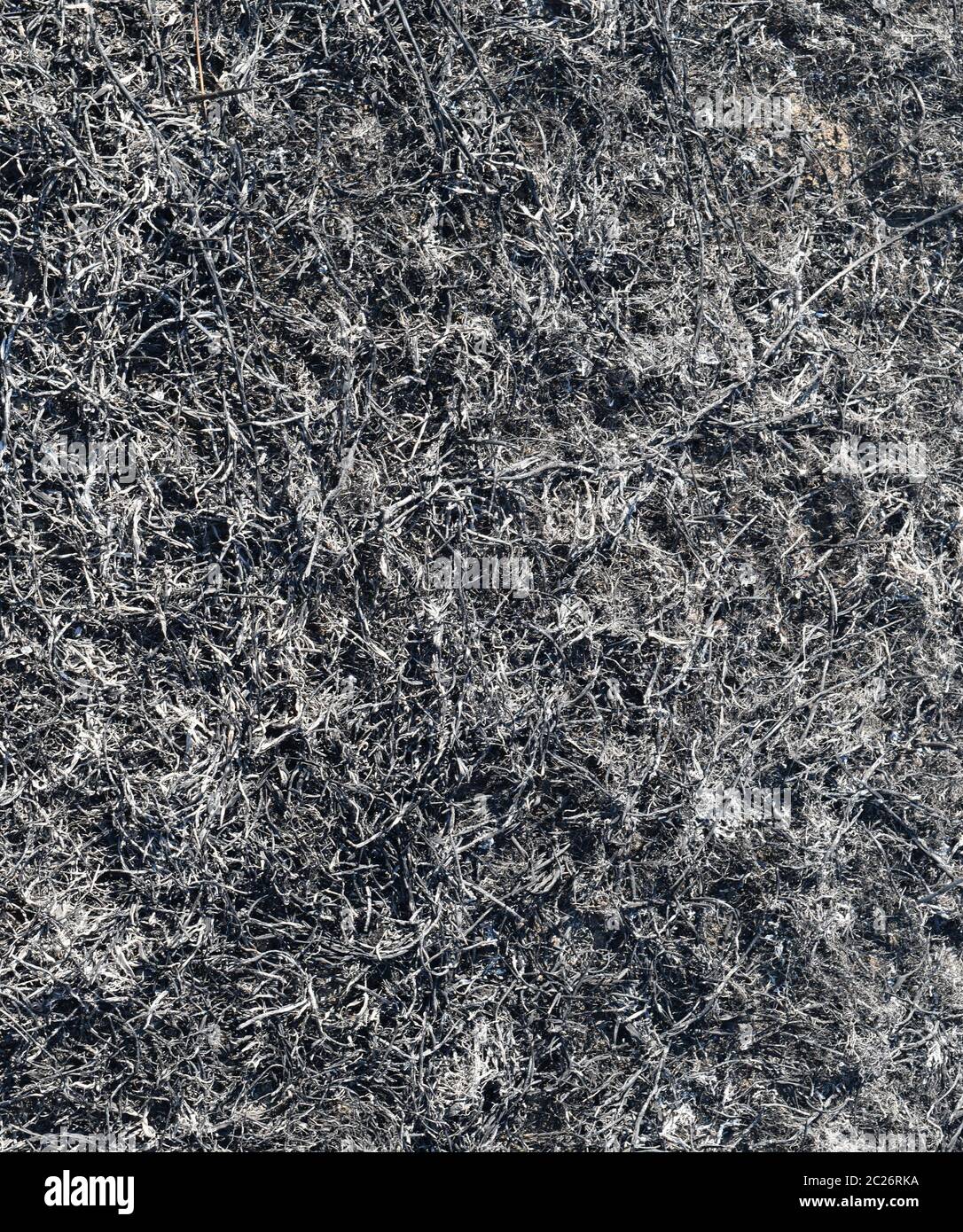 Background from the ashes of the burnt grass. Plant ash on the field ...