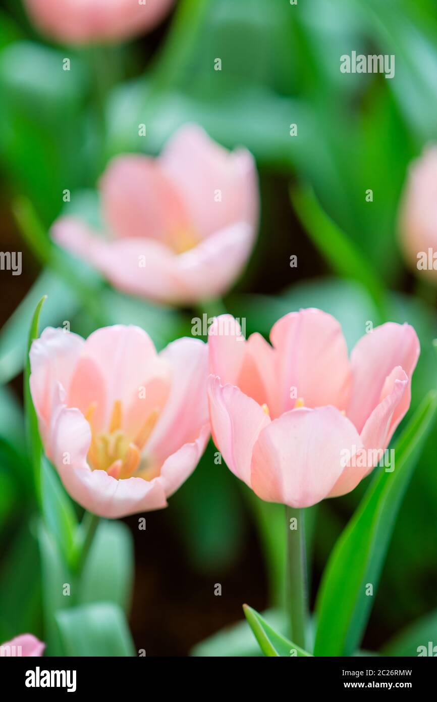 Tulip in spring with soft focus, unfocused blurred spring Tulip, bokeh ...
