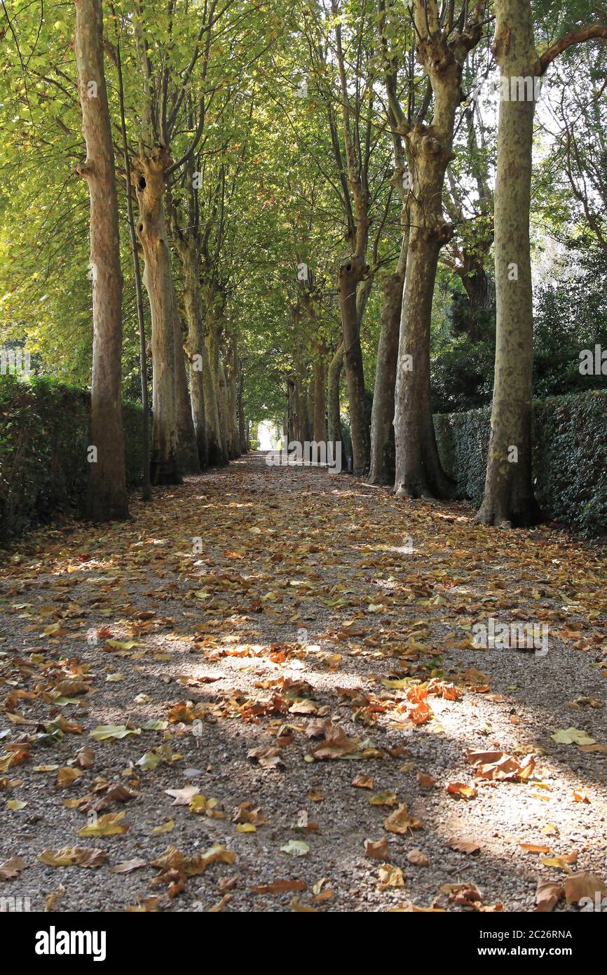 High Deciduous Tree Tunnel With Walking Path Stock Photo - Alamy