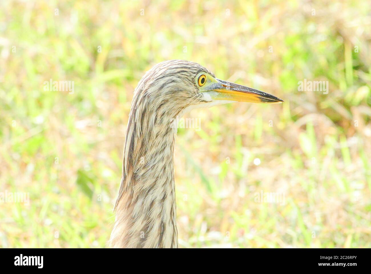 The Chinese pond heron is an East Asian freshwater bird of the heron ...