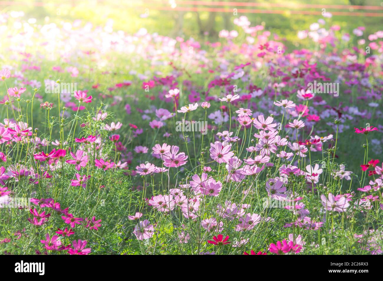 Cosmos flowers in nature, sweet background, blurry flower background ...
