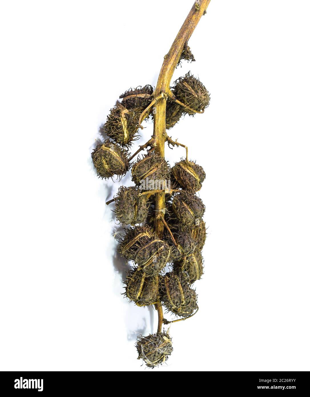 Castor seeds on a white background. The plant is used to make castor ...
