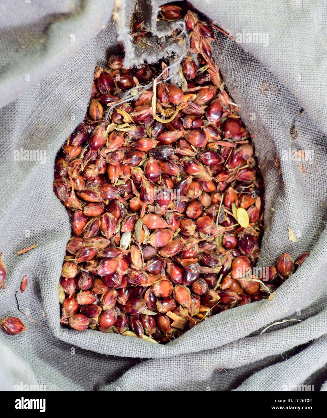 Sorghum seeds in a bag. Red seeds of a broom. Sorghum stern. A bag of ...