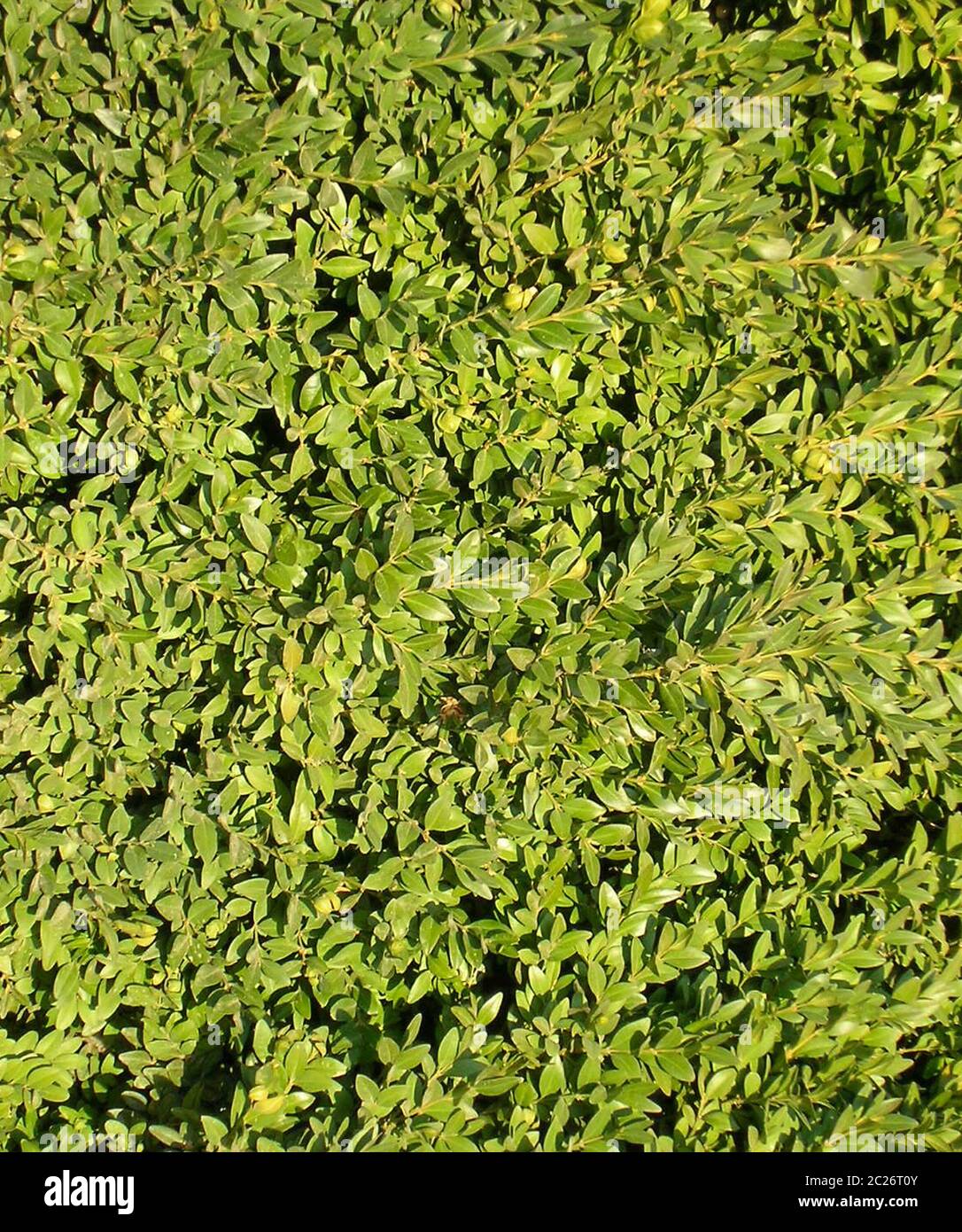 green box hedge background with green leaves Stock Photo - Alamy