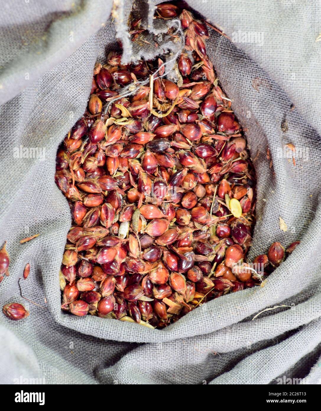Sorghum seeds in a bag. Red seeds of a broom. Sorghum stern. A bag of ...